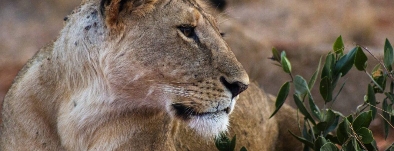 Safari Departures from Nairobi - Agra Tours & Travels